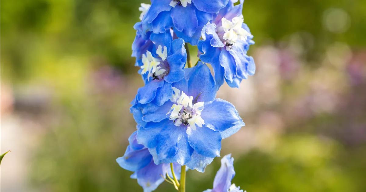 Rittersporn 'Magic Fountains Sky Blue White Bee', Delphinium 'Magic Fountains Sky Blue White Bee'