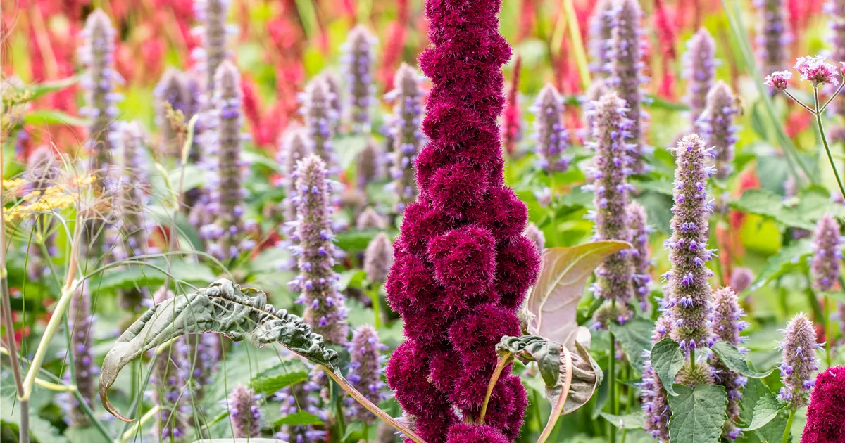 Garten-Fuchsschwanz 'Tower Red', Amaranthus caudatus 'Tower Red'