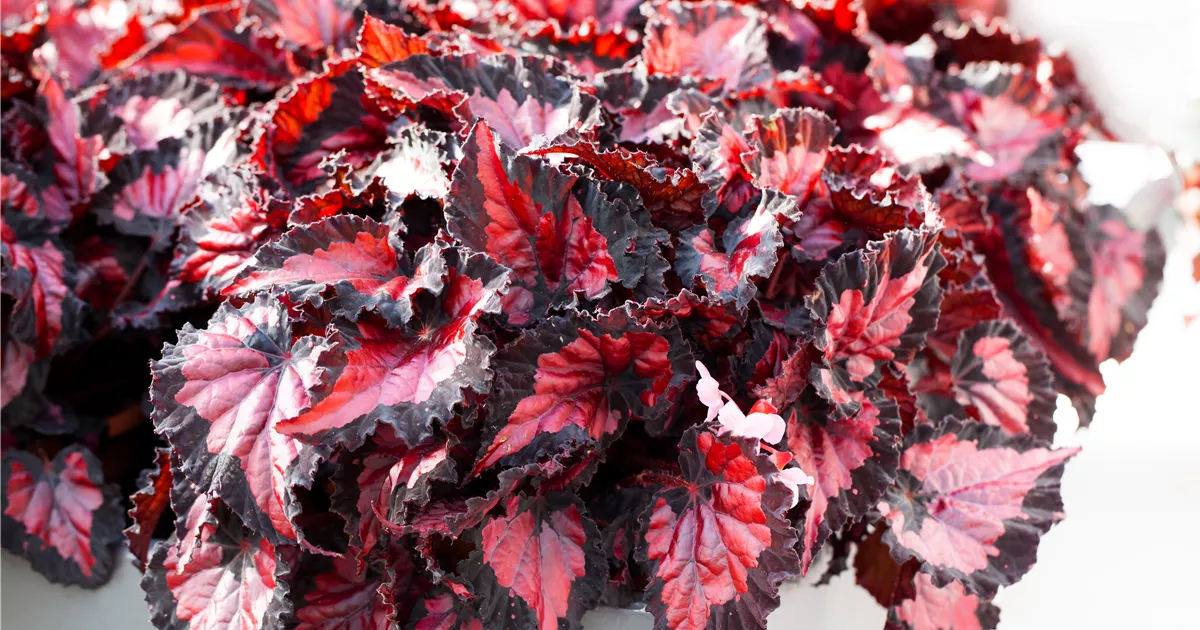 Begonie 'Inca Night'®, Begonia rex 'Inca Night'®