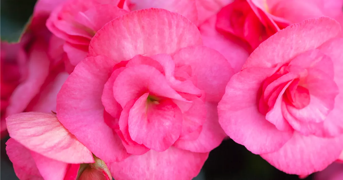 Begonie 'Electra Pink', Begonia x hiemalis 'Electra Pink'