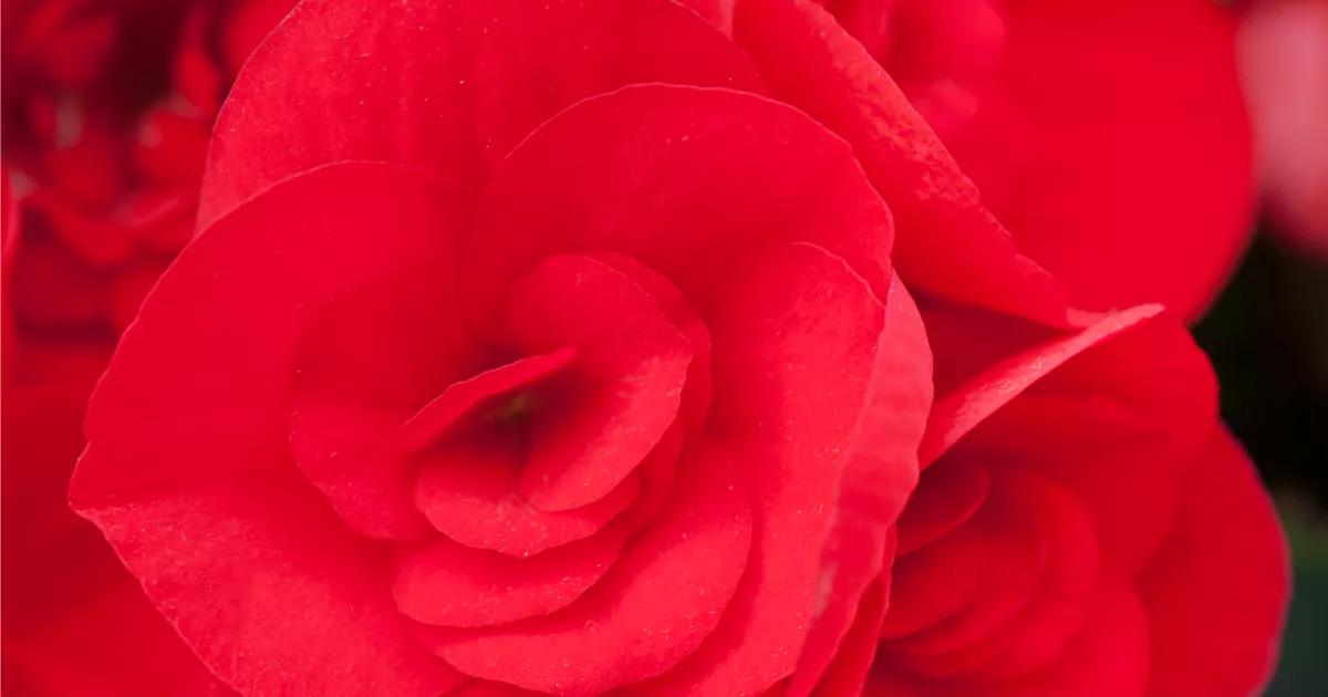 Begonie 'Baladin'®, Begonia elatior 'Baladin'®