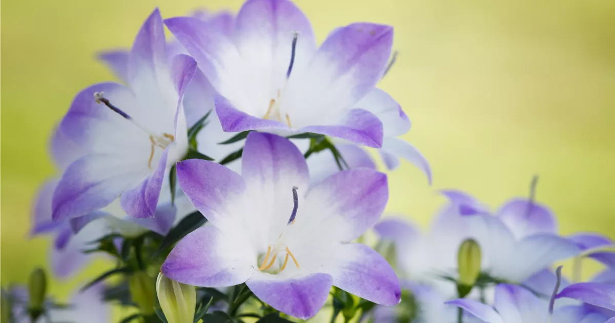 Glockenblume 'Fancy Mee'®, Campanula 'Fancy Mee'®