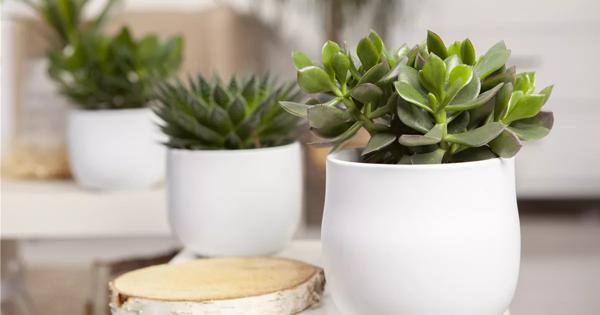 Dickblatt, Crassula arborescens 'Minova Magic'