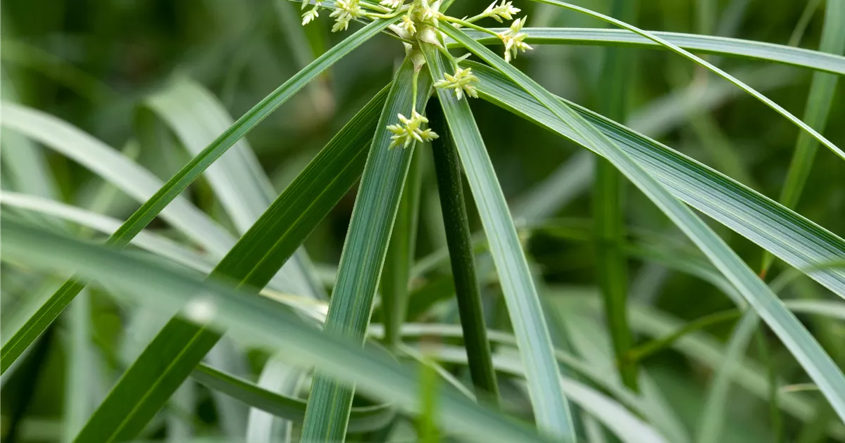 Zypergras, Cyperus alternifolius