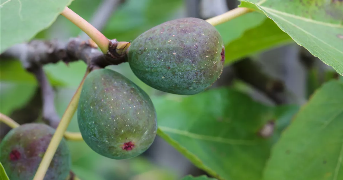 Feigenbaum 'Firoma'®, Ficus carica 'Firoma'®