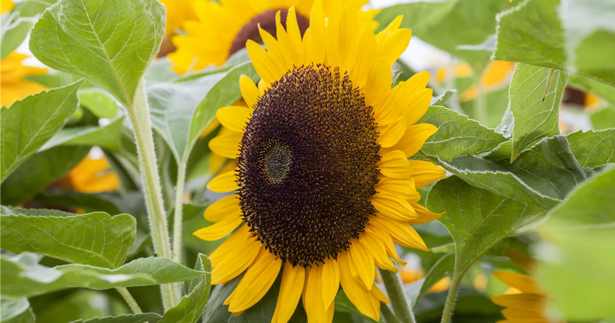 Sonnenblume 'Sunrich Orange', Helianthus annuus 'Sunrich Orange'