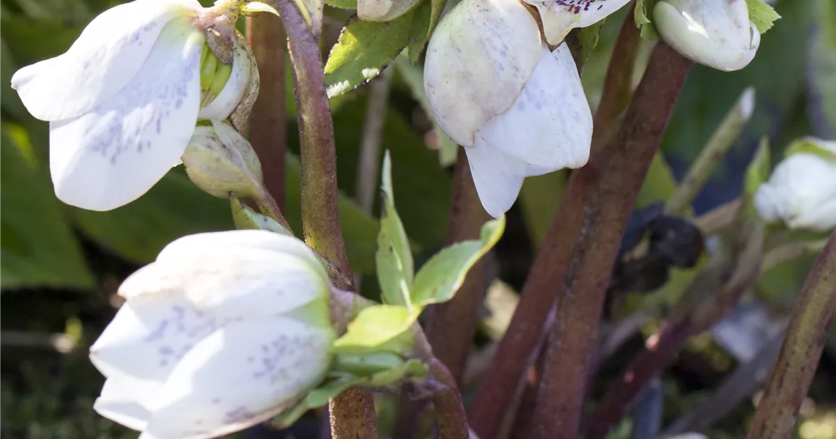 Orientalische Nieswurz 'Spring Promise Sandra', Helleborus orientalis ...