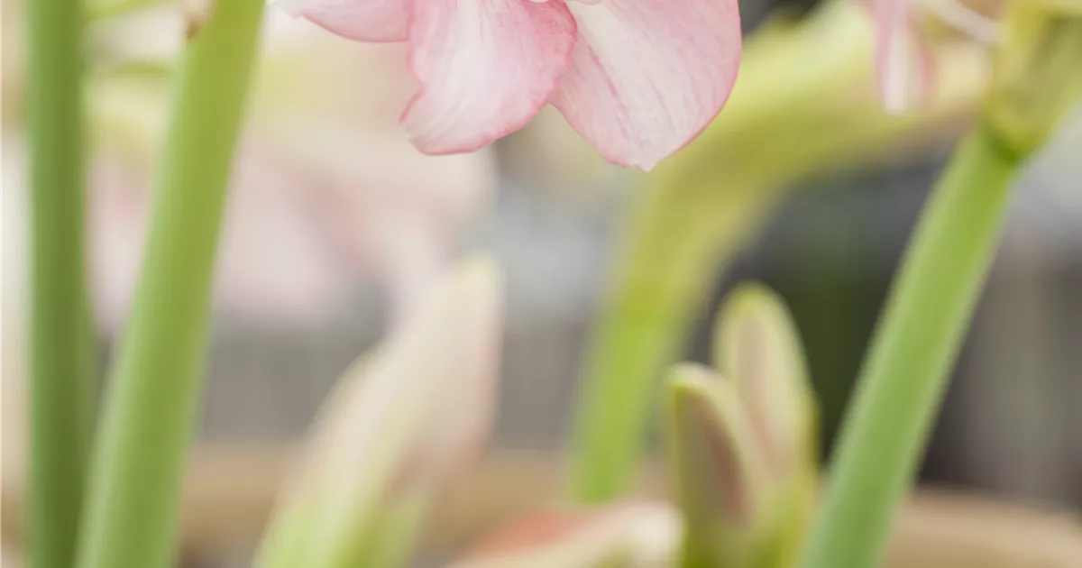 Ritterstern, Hippeastrum Sonatini 'Pink Rascal'