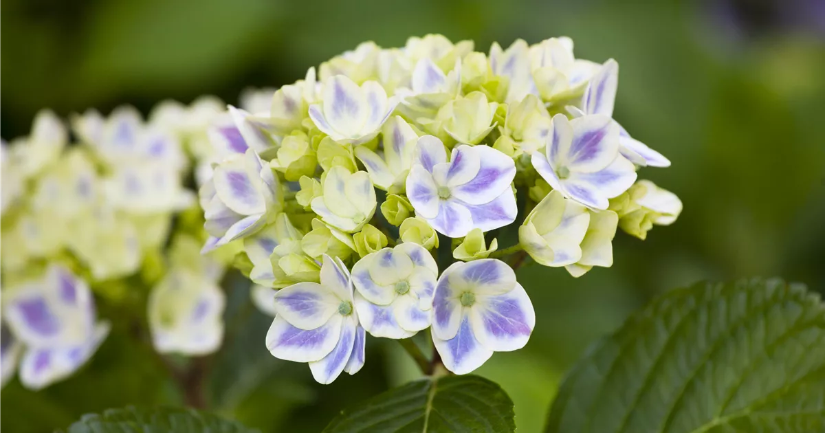 Bauernhortensie Forever & Ever 'Peppermint'®, Hydrangea macrophylla ...