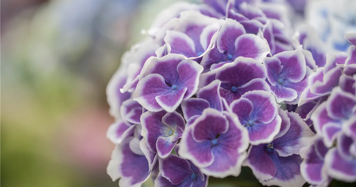 Gartenhortensie 'Bavaria'®, Hydrangea macrophylla 'Bavaria'®