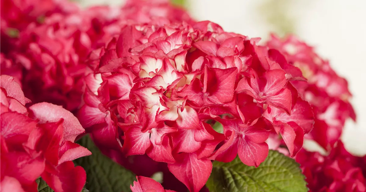 Hortensie 'Selma', Hydrangea macrophylla 'Selma'