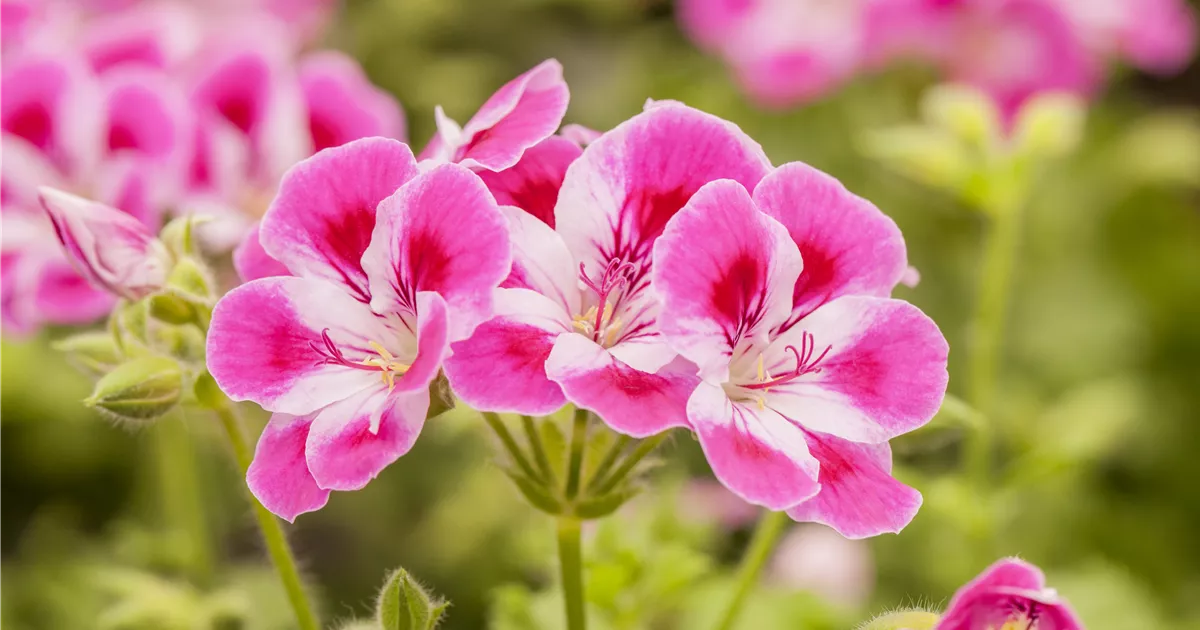 Edelgeranie 'Pinkerbell'®, Pelargonium grandiflorum 'Pinkerbell'®