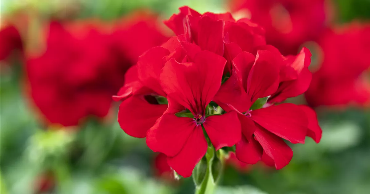 Pelargonie 'Marcada'®, Pelargonium interspecific 'Marcada'®