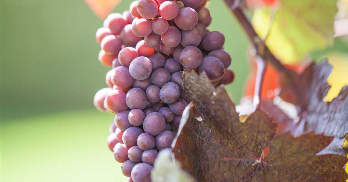 Weinreben im eigenen Garten anbauen – so einfach geht’s! - Mauk Gartenwelt