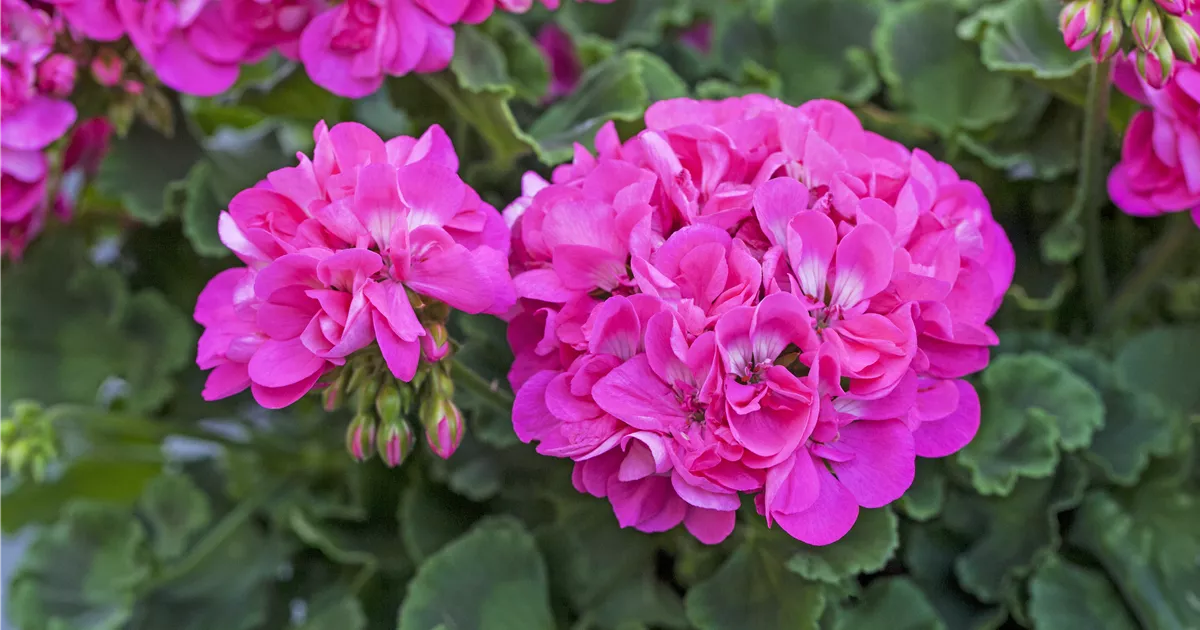 Zonal-Pelargonie 'Summer Idols'®, Pelargonium zonale 'Summer Idols'®