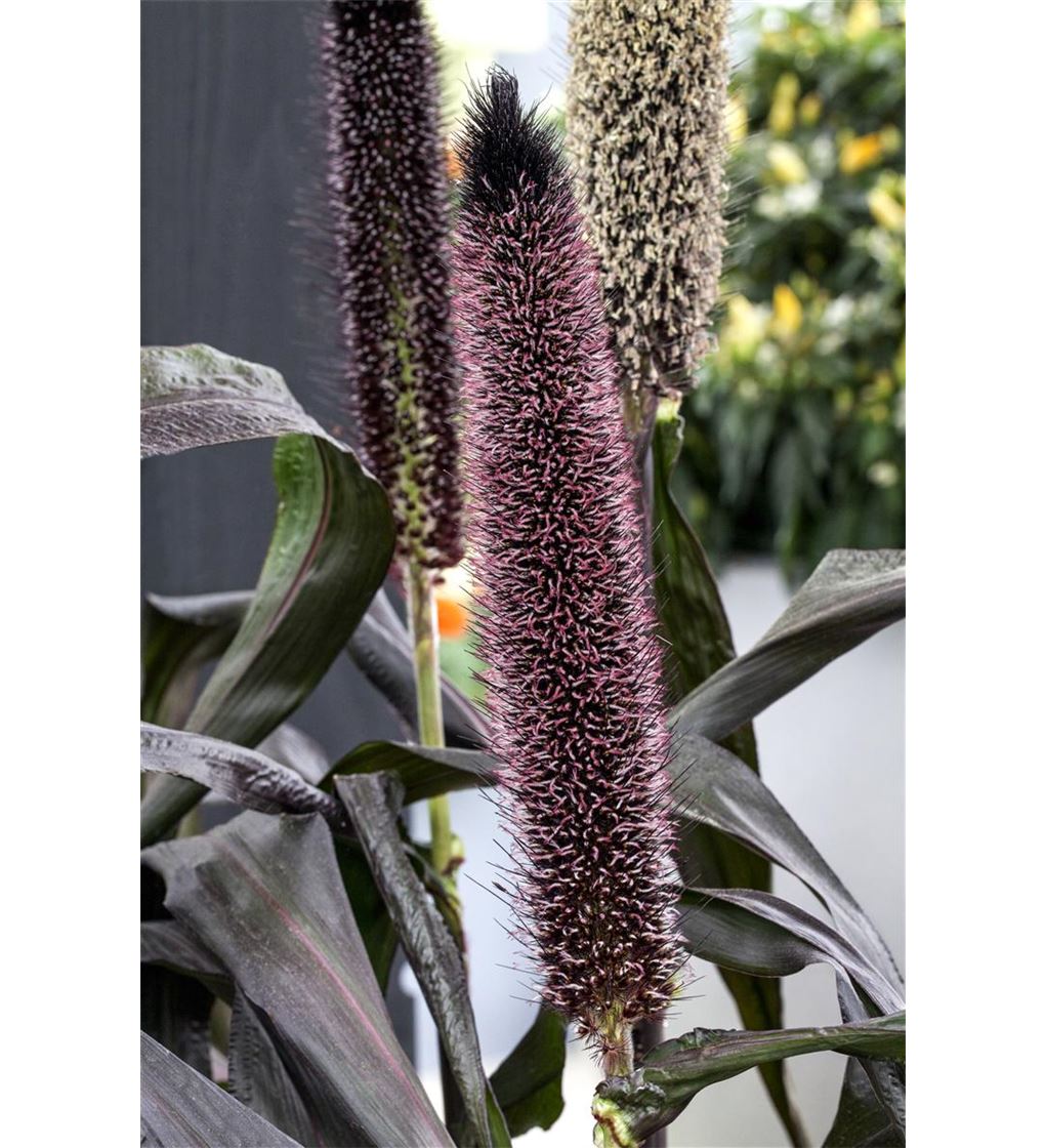 Garten-Federborstengras 'Purple Baron', Pennisetum glaucum 'Purple Baron'