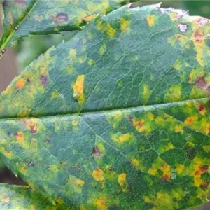 Pflanzenschutz: Diese Maßnahmen helfen gegen Krankheiten - Mauk Gartenwelt