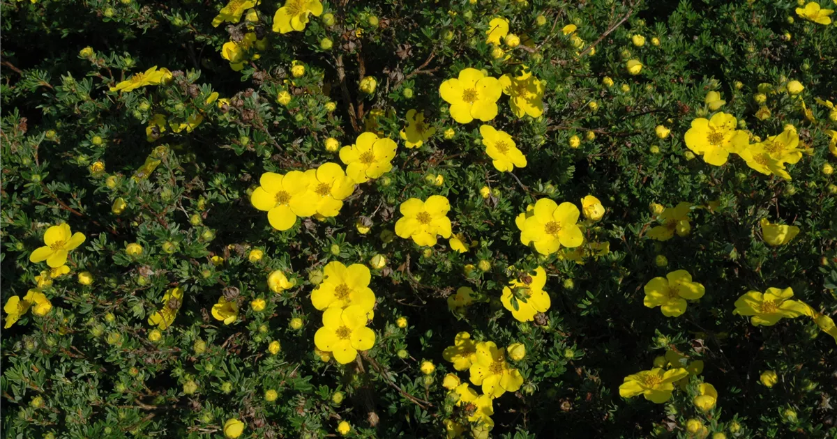 Potentilla fruticosa 'Yellow Giant'