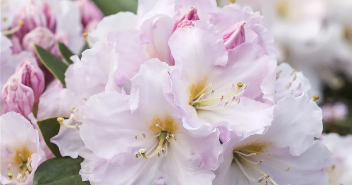 Rhododendron 'Ingrid Muus'