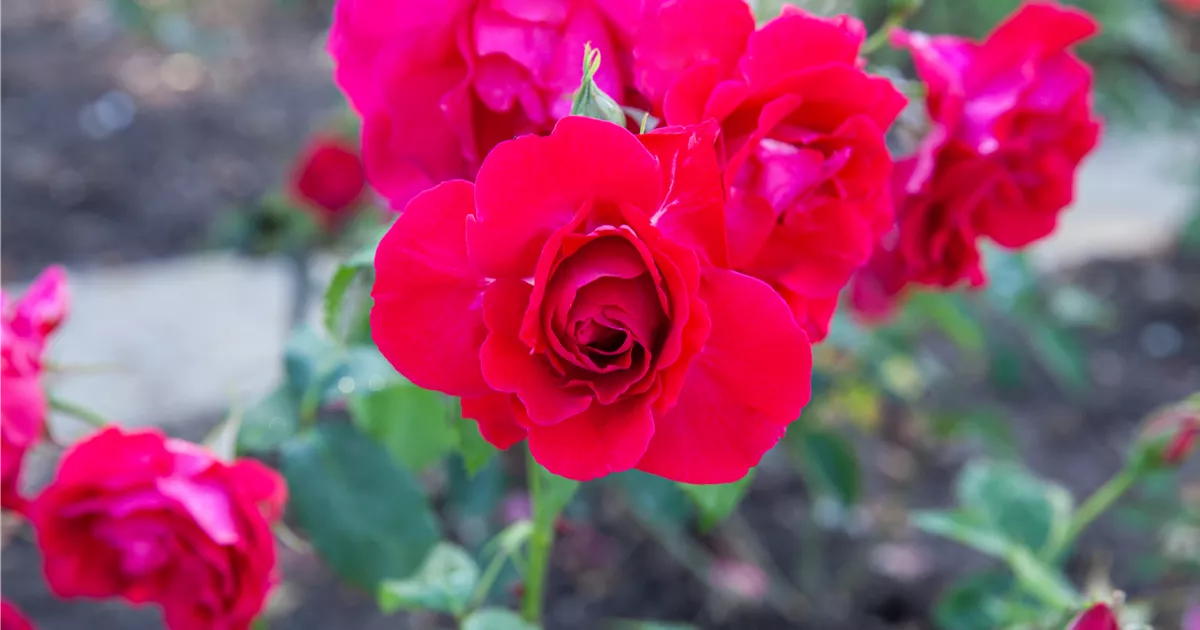 Rosa 'Dusky Maiden', Strauchrose 'Dusky Maiden'