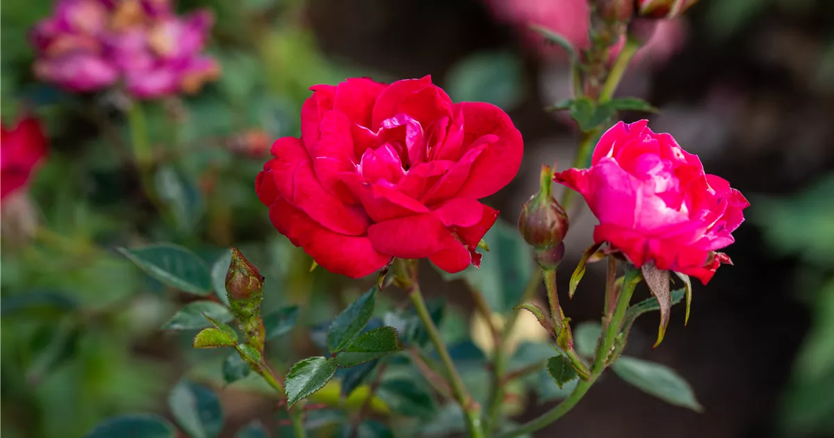 Rosa 'Little Buckaroo', Zwergrose 'Little Buckaroo'