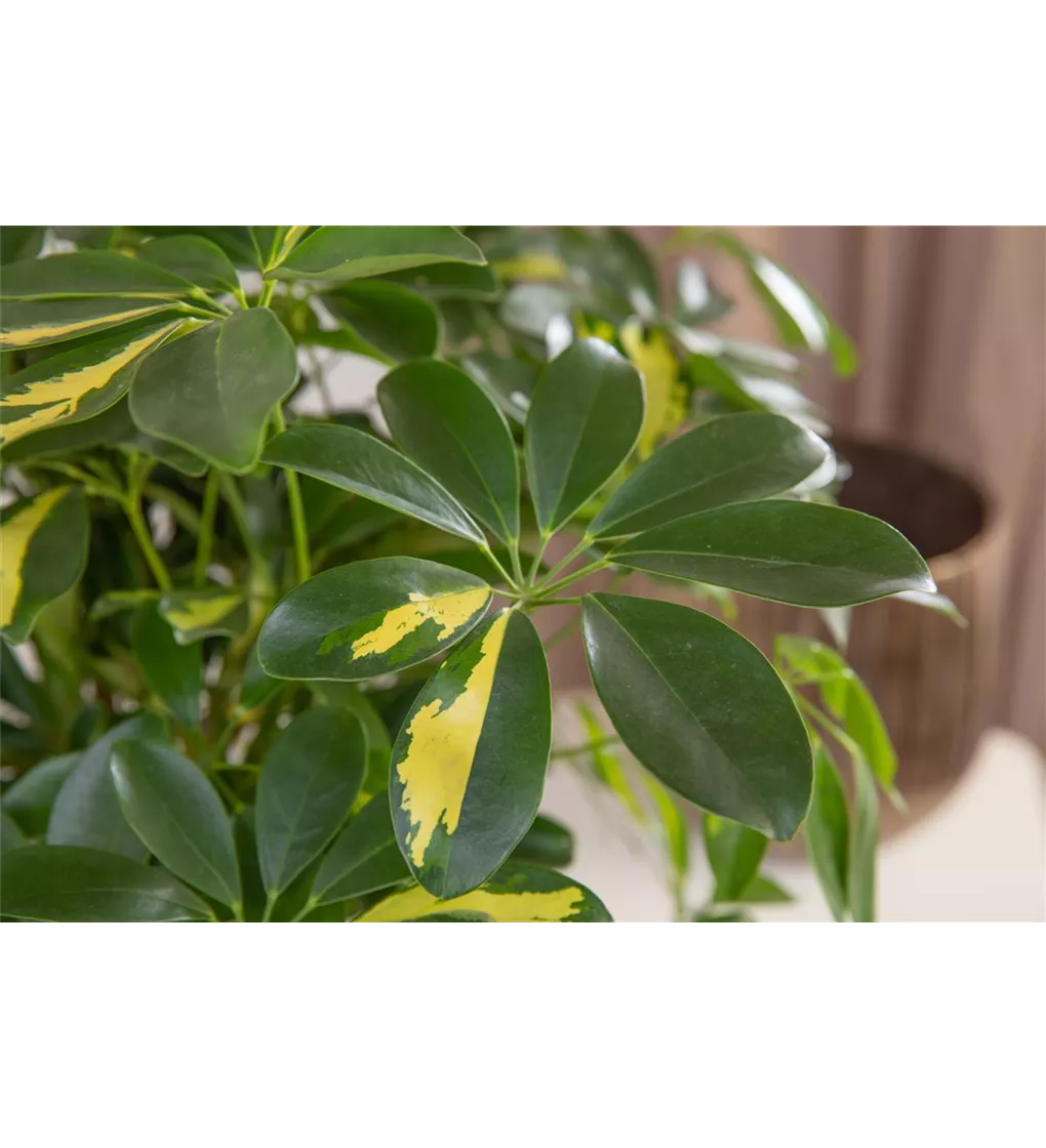 Schefflera Amate Flowers | Best Flower Site