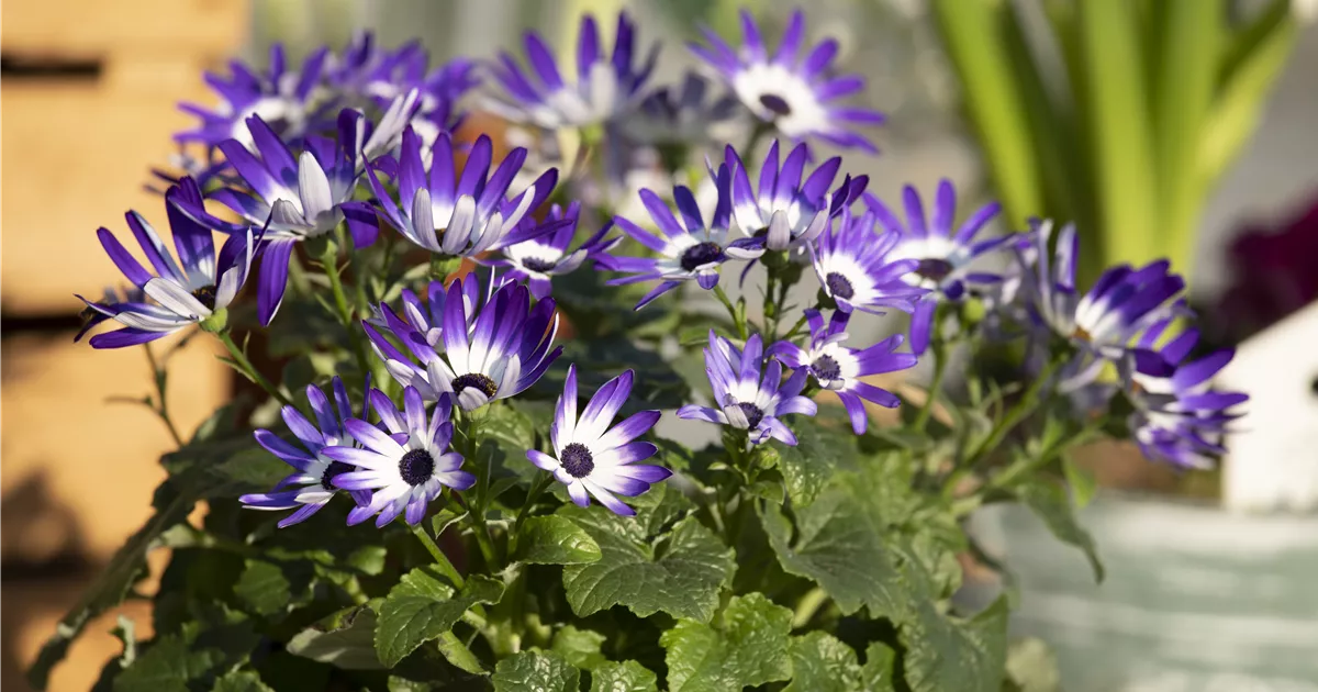 Senecio cruentus 'Senetti'