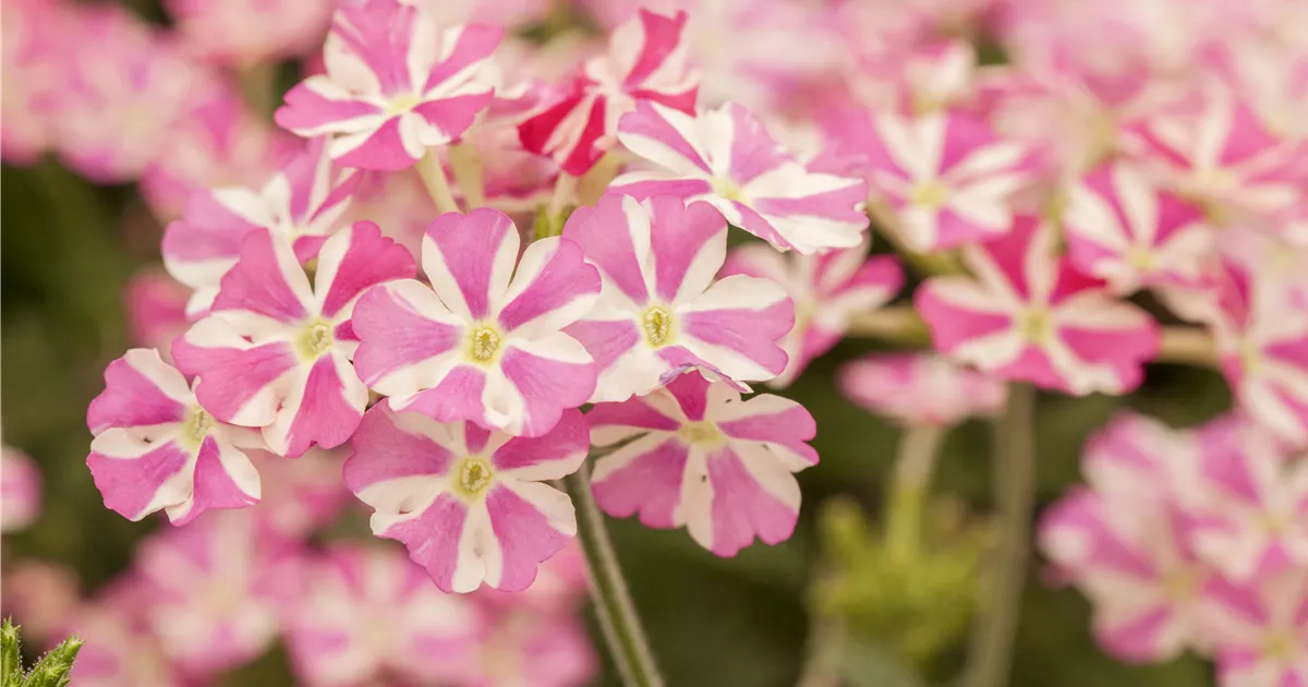 Verbena 'Voodoo Pink Star'