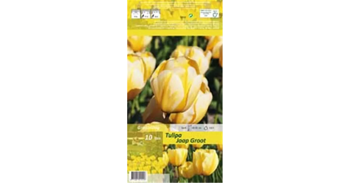 Tulp Jaap Groot x10 Tulp Jaap Groot x10 - Mauk Gartenwelt