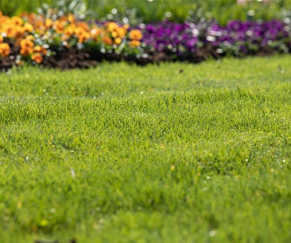 Nasser Rasen ohne Ende – mach dich mal locker, Boden! - Mauk Gartenwelt