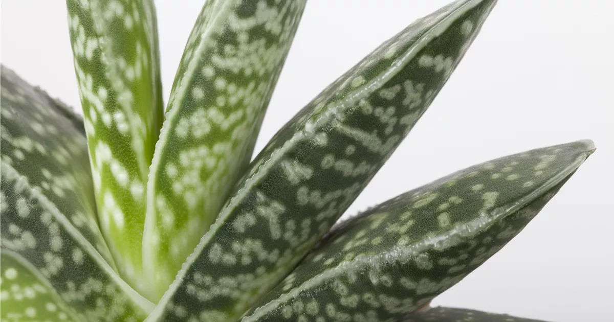 Aloe 'Magic', Aloe variegata 'Magic'