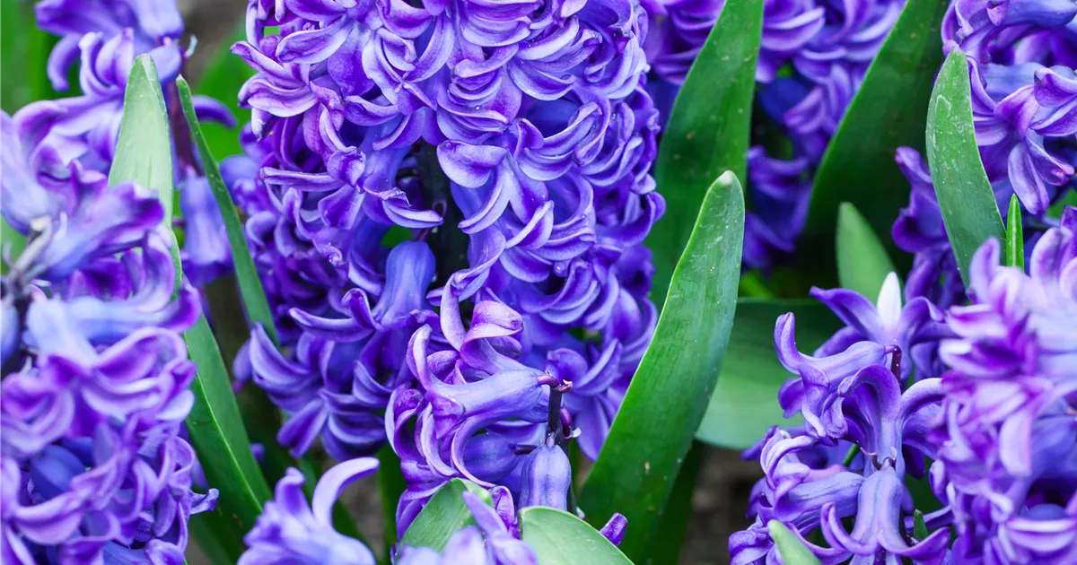 Hyazinthe 'Blue Trophy', Hyacinthus orientalis 'Blue Trophy'