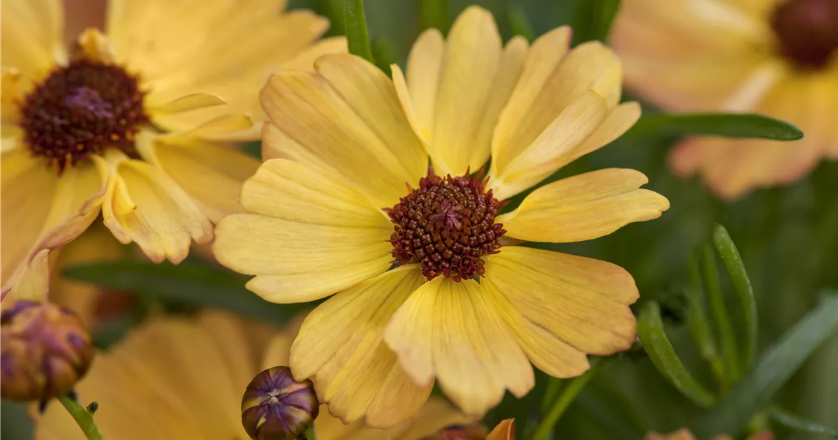 Garten-Mädchenauge 'Mango Punch'®, Coreopsis rosea 'Mango Punch'®