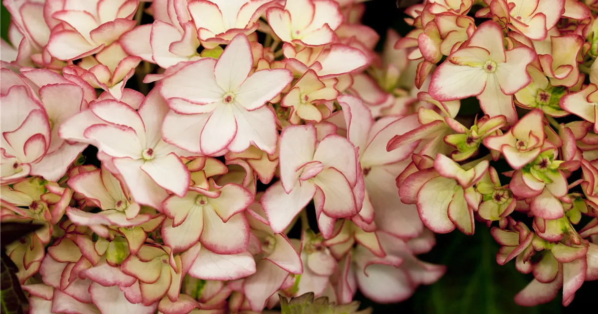 Bauernhortensie Hovaria 'Mirai'®, Hydrangea macrophylla 'Mirai'®