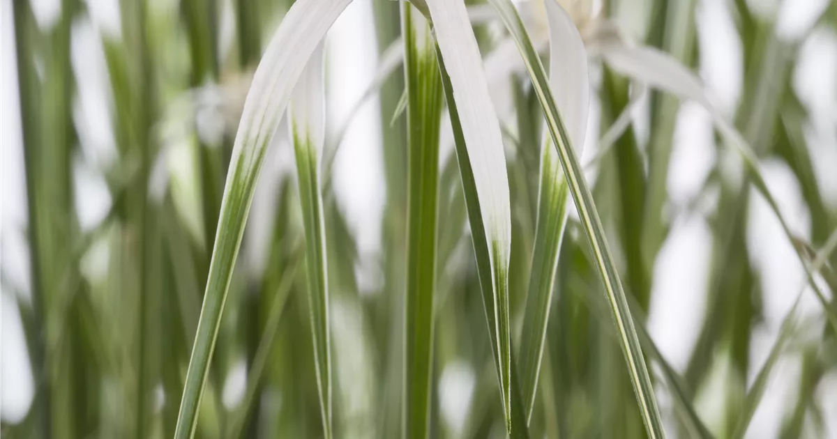 Rhynchospora colorata 'Sternentänzer™'