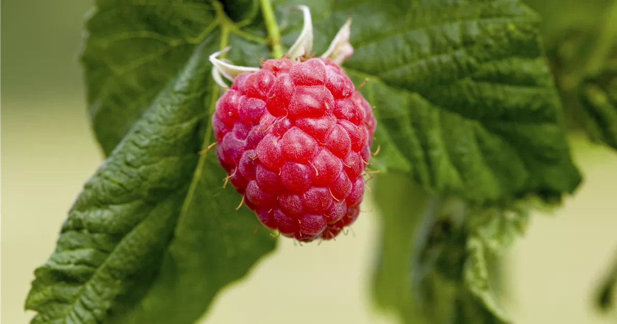 Rubus idaeus 'Sanibelle'®(s)